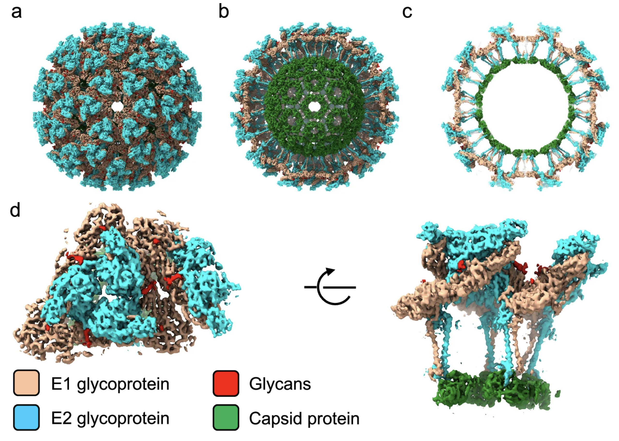 Producing Mayaro virus-like particles with native glycoprotein assembly ...